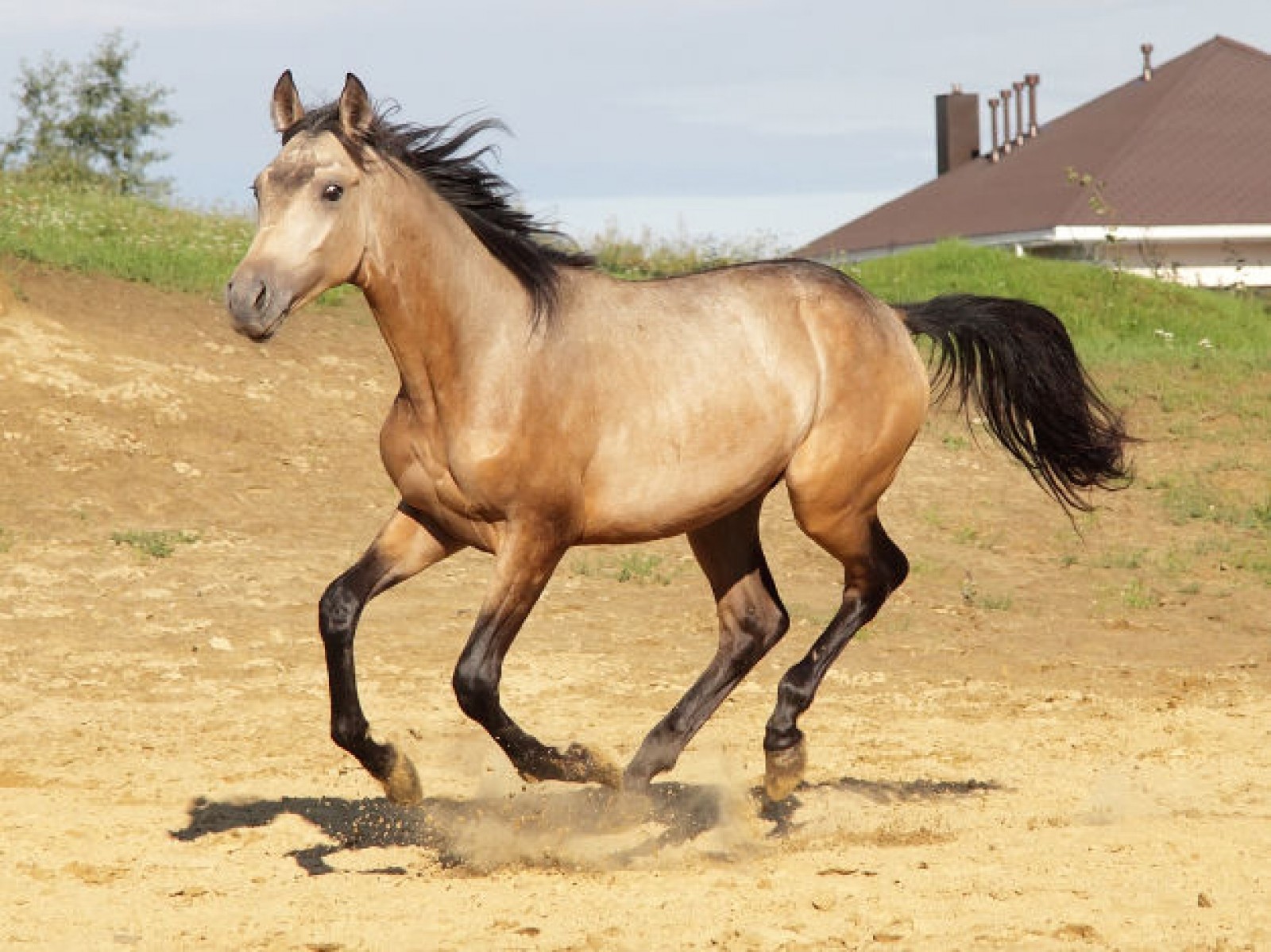 50 Shades of Bay Horses | Colors, Traits, & Fun Facts!