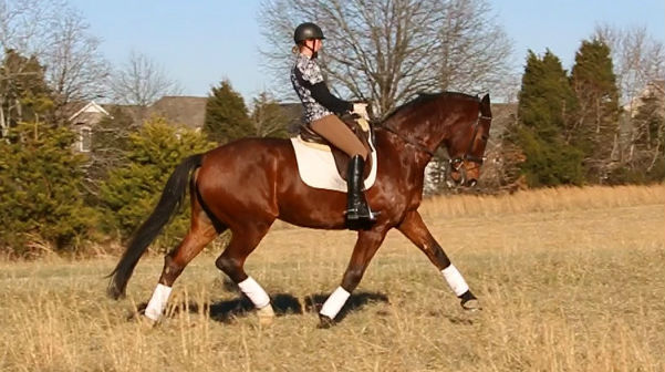 Dressage Secrets Revealed: How This Classical Riding Style Can Help ANY ...