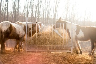How to Easily Load and Unload an Anxious Horse onto a Horse Trailer