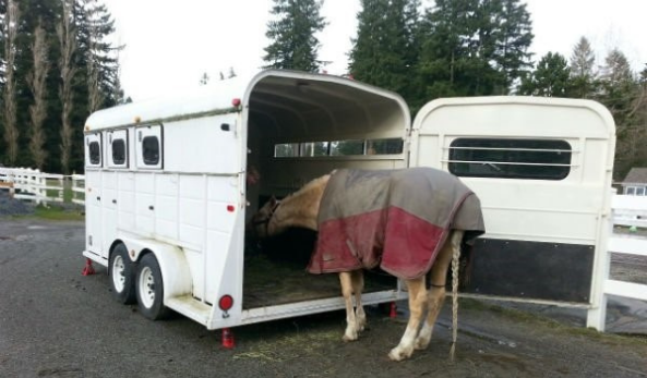How to Easily Load and Unload an Anxious Horse onto a Horse Trailer