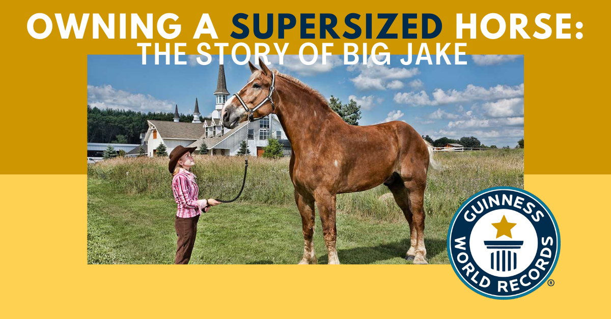 Owning a Supersized Horse: The Story of Big Jake