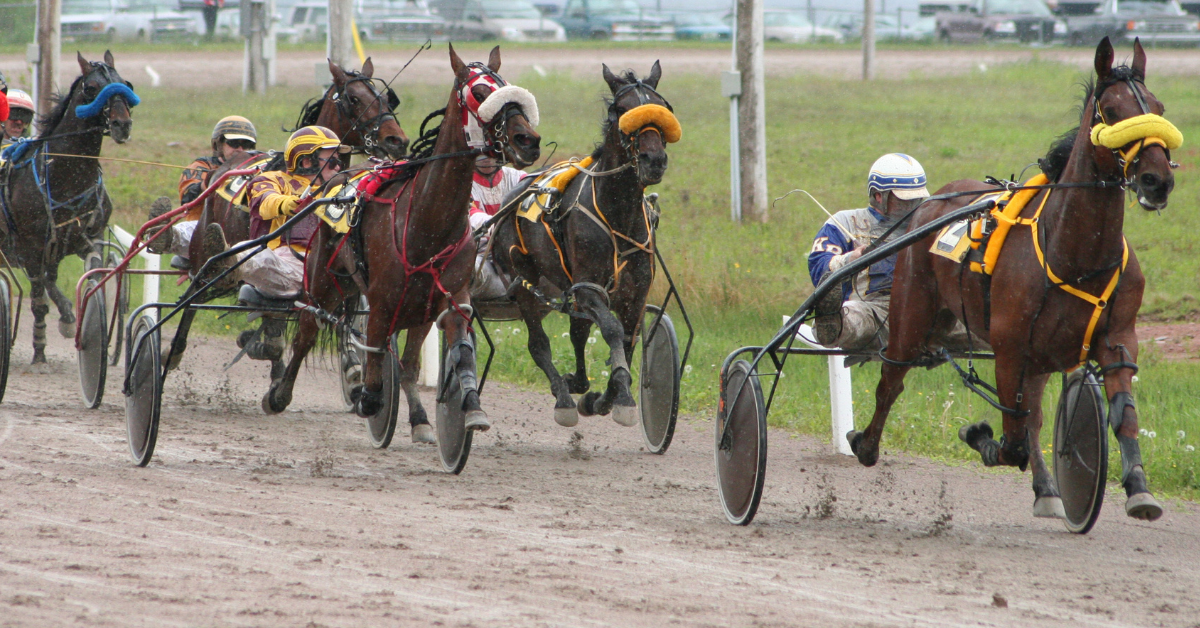 Sit In the Driver's Seat with Harness Racing!