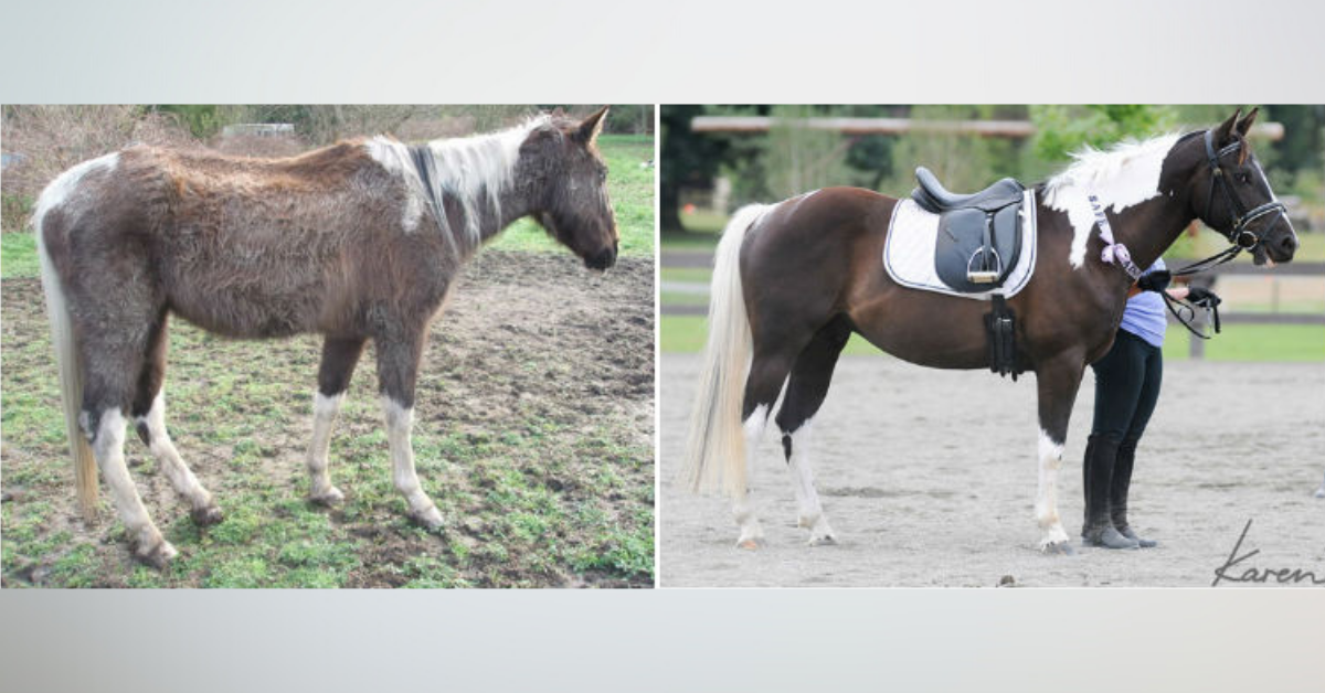 From Slaughter Trailer to Dressage Champion: 5 Reasons to Adopt a ...