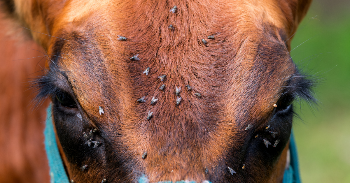 How to Fight the Flies: Professional Tips for the Summer