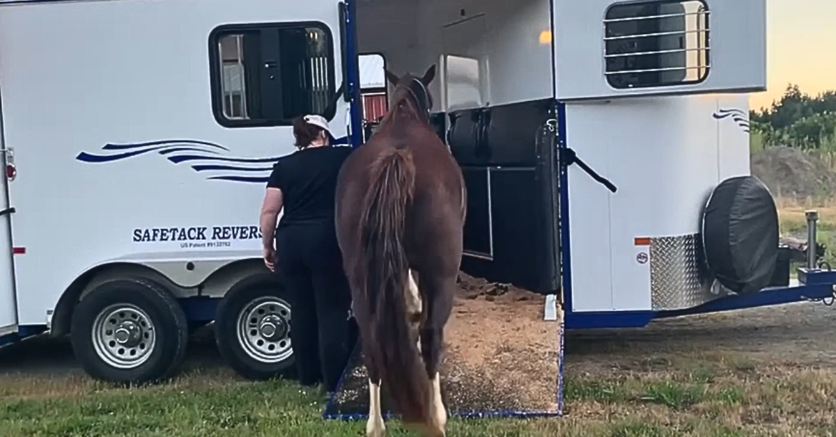 How to Load a Horse Into a Trailer: 7 Tips to Follow