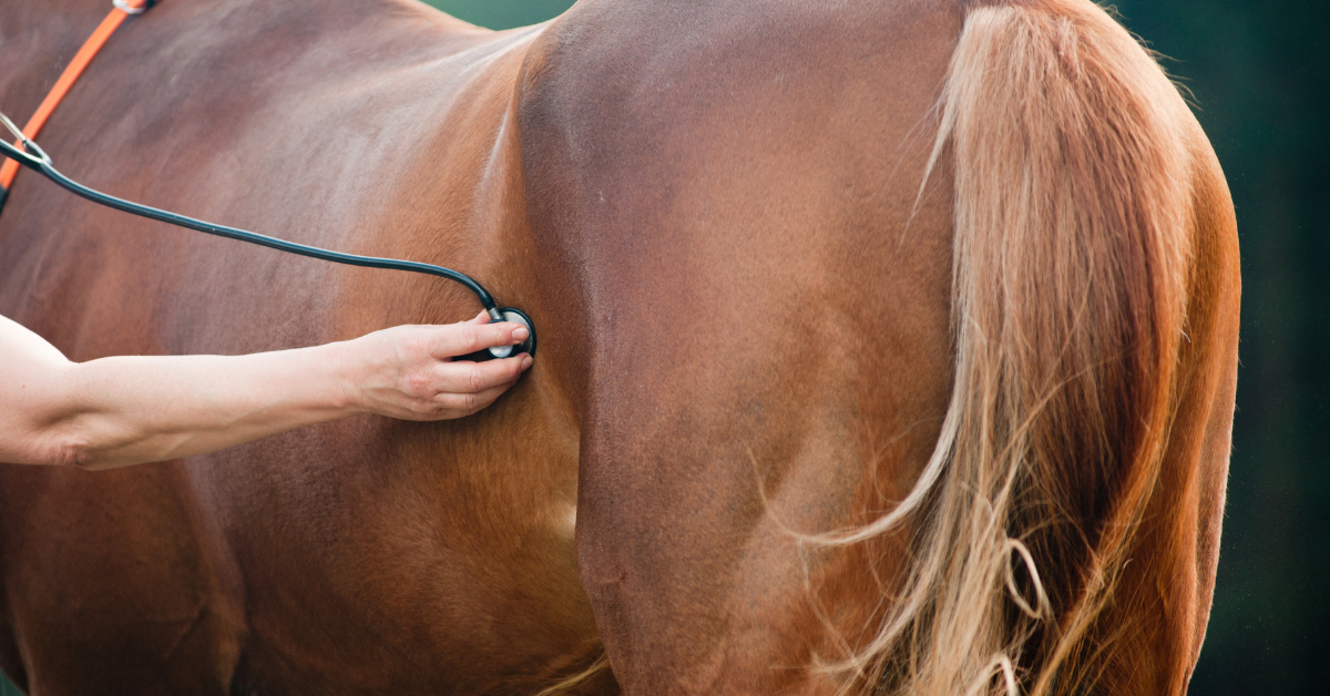 The Ultimate Travel Horse First Aid Kit Guide