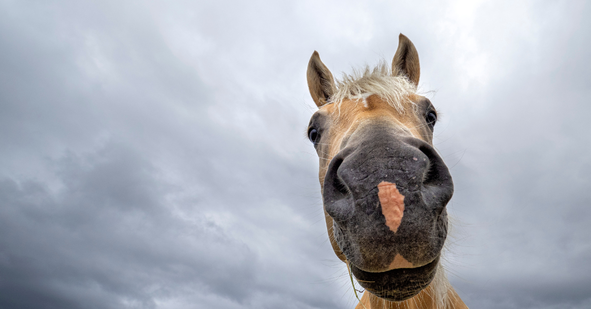 53 Most Random Horse Facts That Will Surprise You (2023)