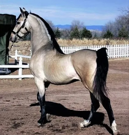 Everything You Need to Know About Buckskin Horses