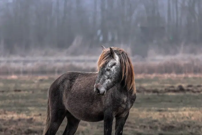 Why Do Horses Lay Down and What Does it Mean When a Horse Lays Down?