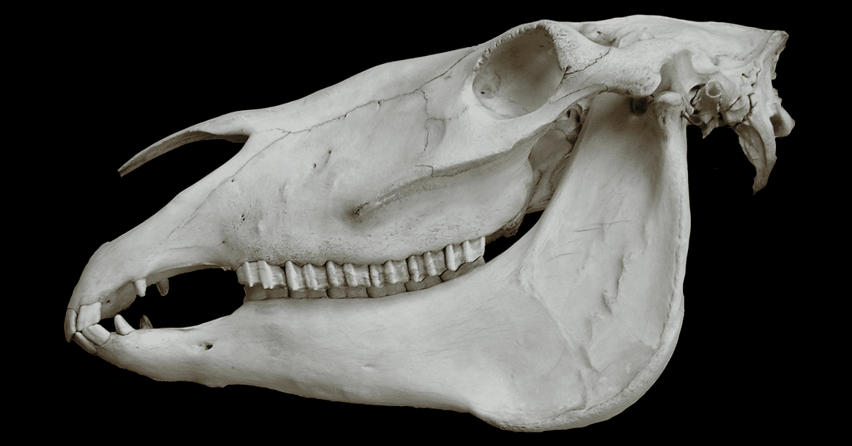 “Wolf Teeth” and Other Curious Facts About Horse Teeth