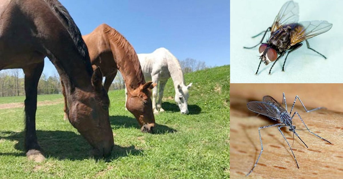 Easy Fly Control Tips for your Horse and Barn