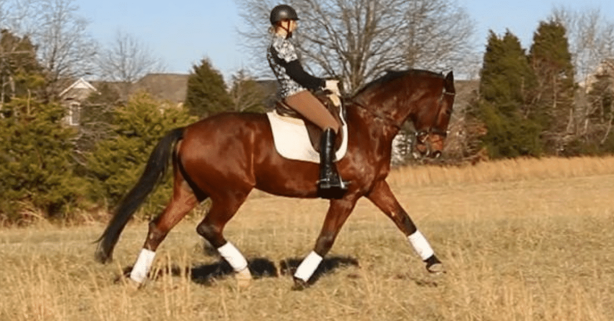 Dressage Secrets Revealed: How This Classical Riding Style Can Help ANY ...