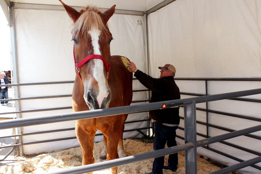 Owning a Supersized Horse: The Story of Big Jake