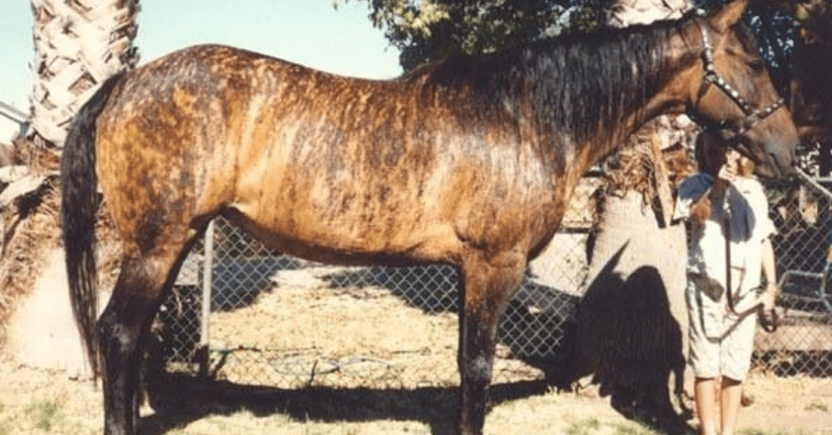 Just How Rare is a Brindle Horse?