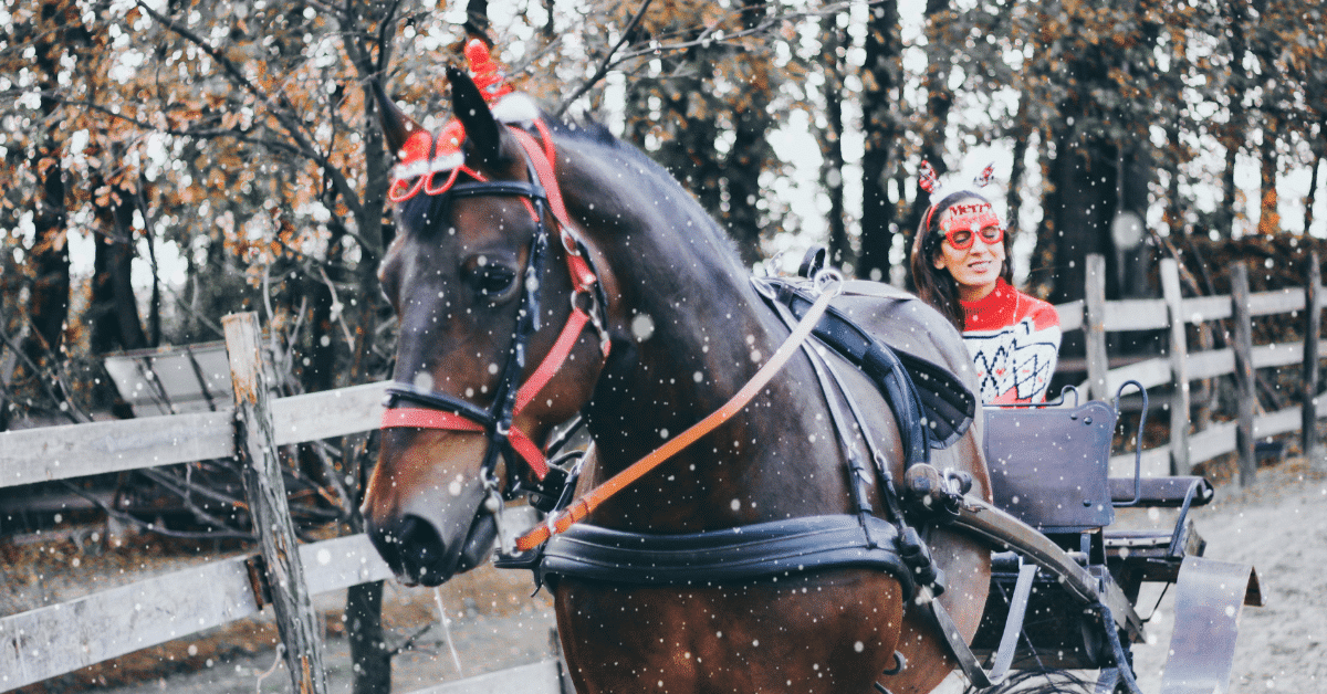 16 Must-See Horse Christmas Pictures