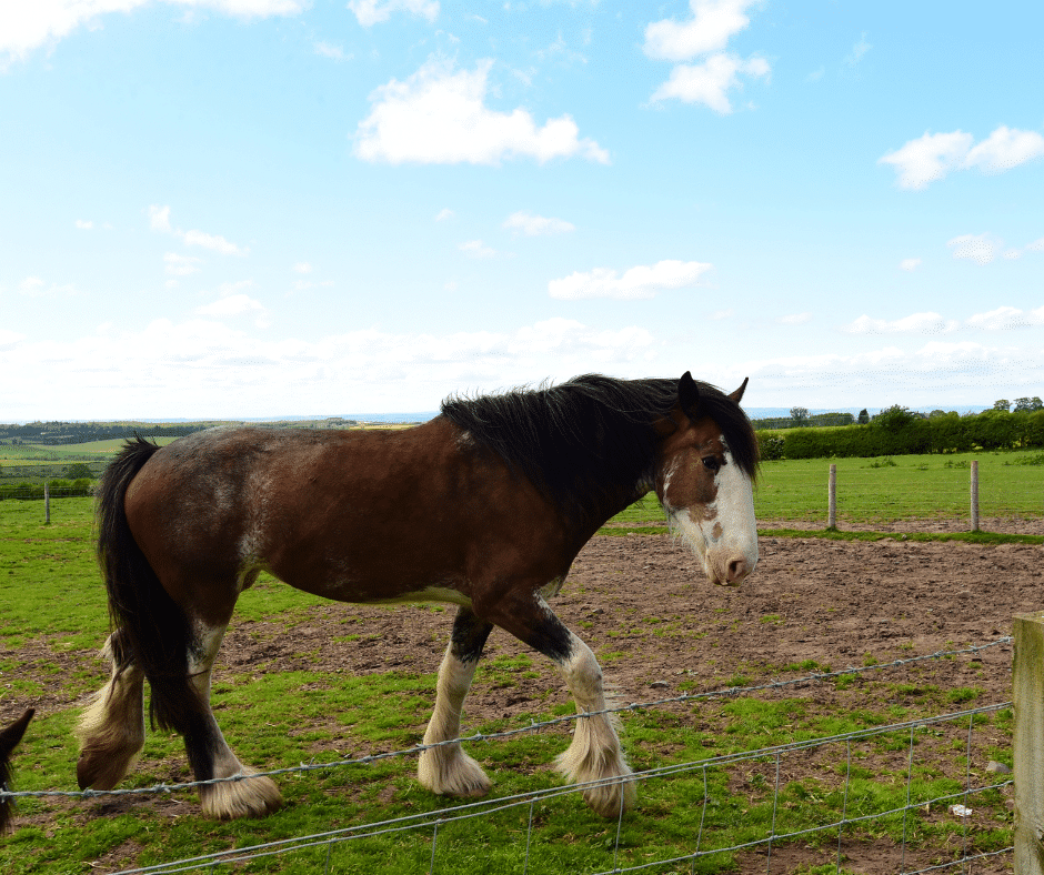 50 Shades of Bay Horses | Colors, Traits, & Fun Facts!