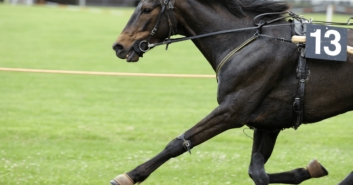 Endurance Horse Racing – How Long Can a Horse Run?