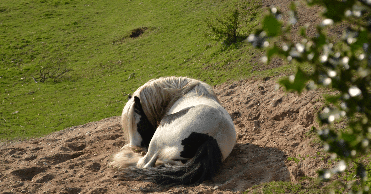 Why Do Horses Lay Down And What Does It Mean When A Horse Lays Down why-do-horses-lay-down-and-what-does-it-mean-when-a-horse-lays-down