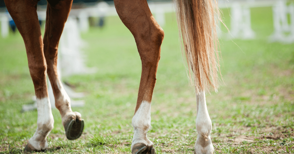 7 Tips for How to Prevent Leg Injury in Your Horse Trailer