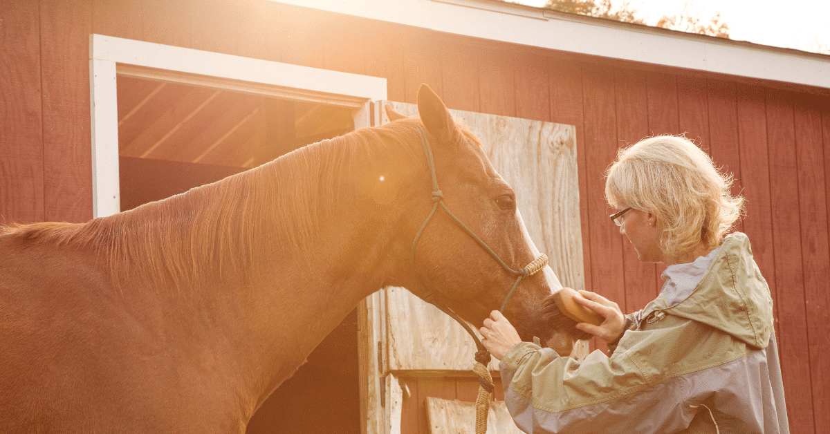 Horse Ownership for Beginners: The Ultimate Guide for Beginner Horse Owners