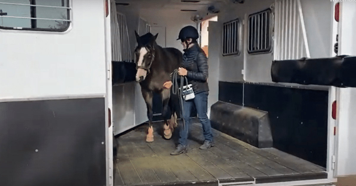 How the Reverse Haul Horse Trailer Design Helps Horses