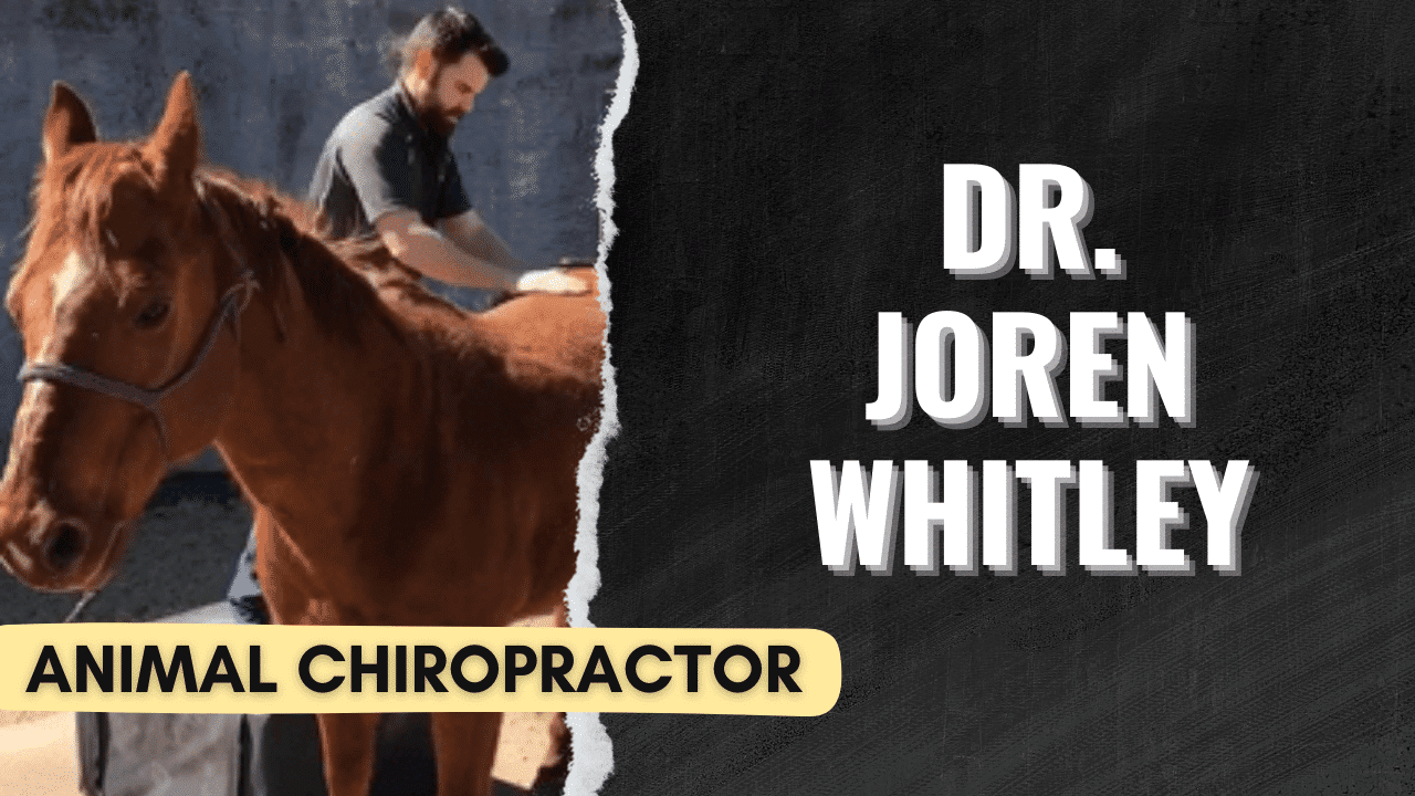 Unveiling the World of Equine Chiropractic: Insights from Dr. Joren Whitley