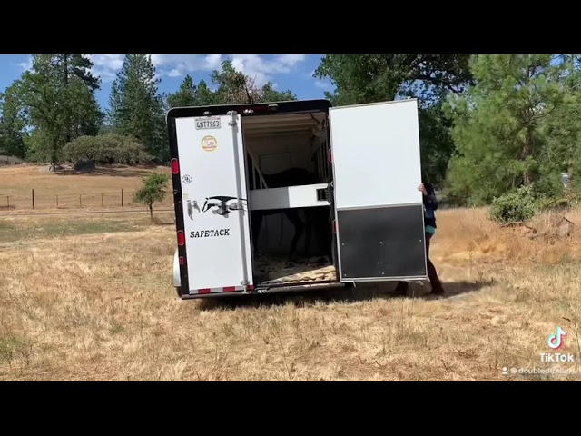 Loading Demonstration SafeTack 3 Horse Slant Load Bumper Pull - Double D Trailers